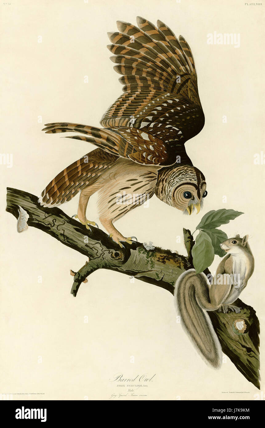 An illustration of a Barred Owl by John James Audubon, showcasing the ...