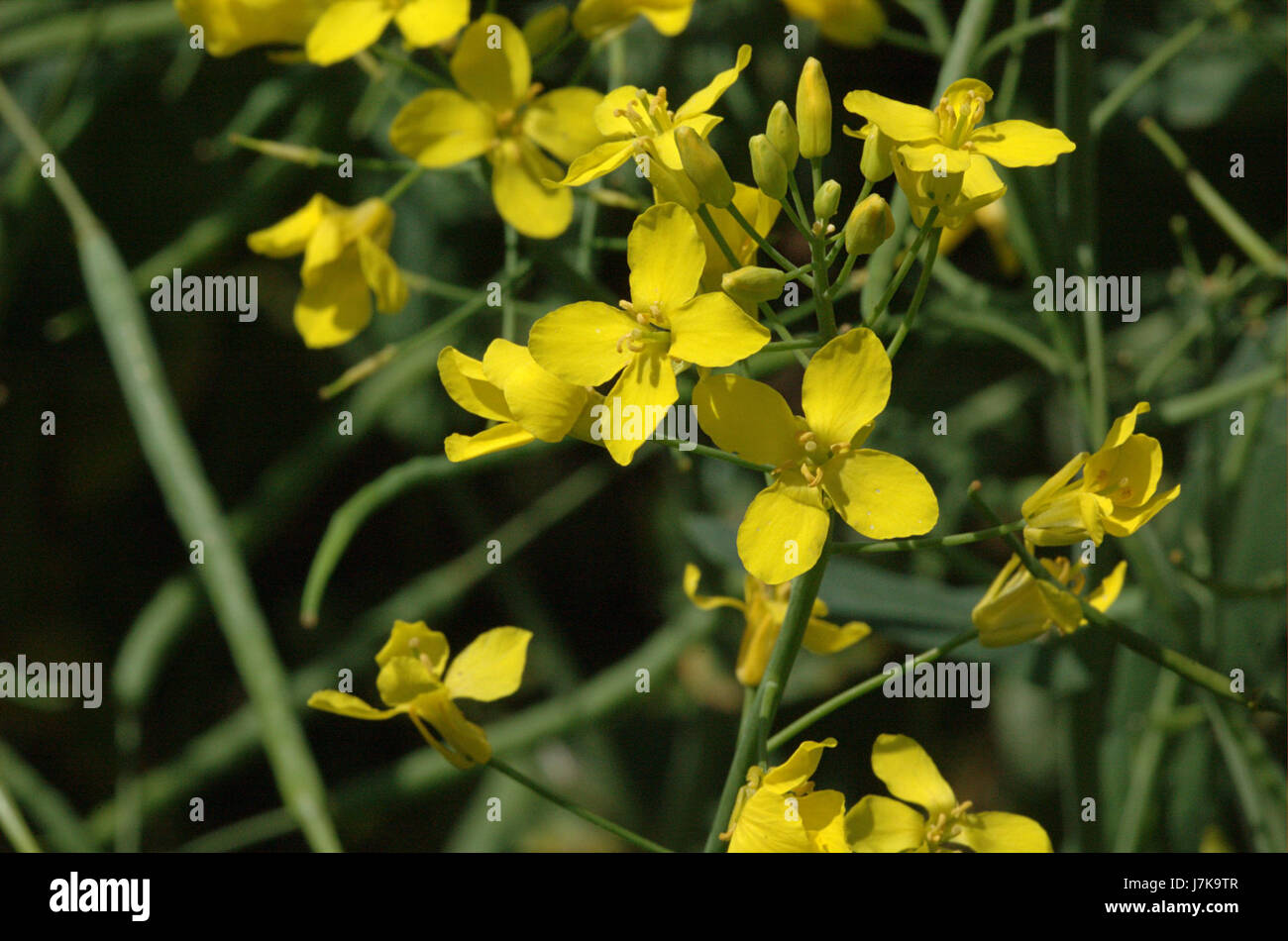 The image captured on June 13, 2005, showcases Brassica, a genus of ...