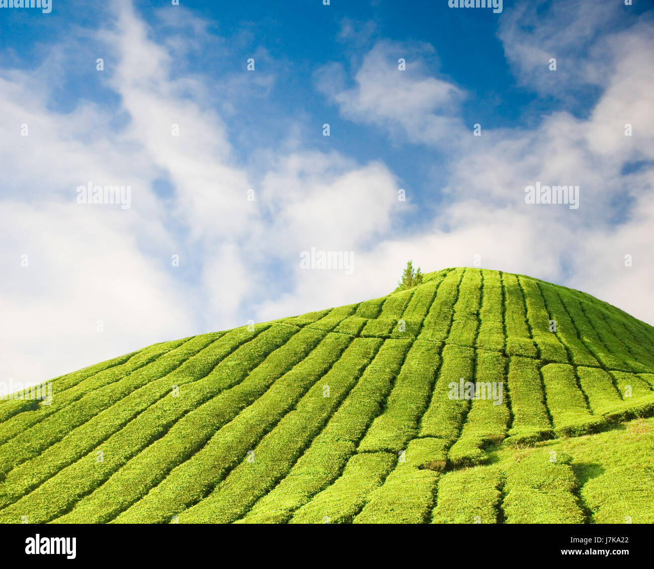 tea leaf travel environment enviroment hill ground soil earth humus ...