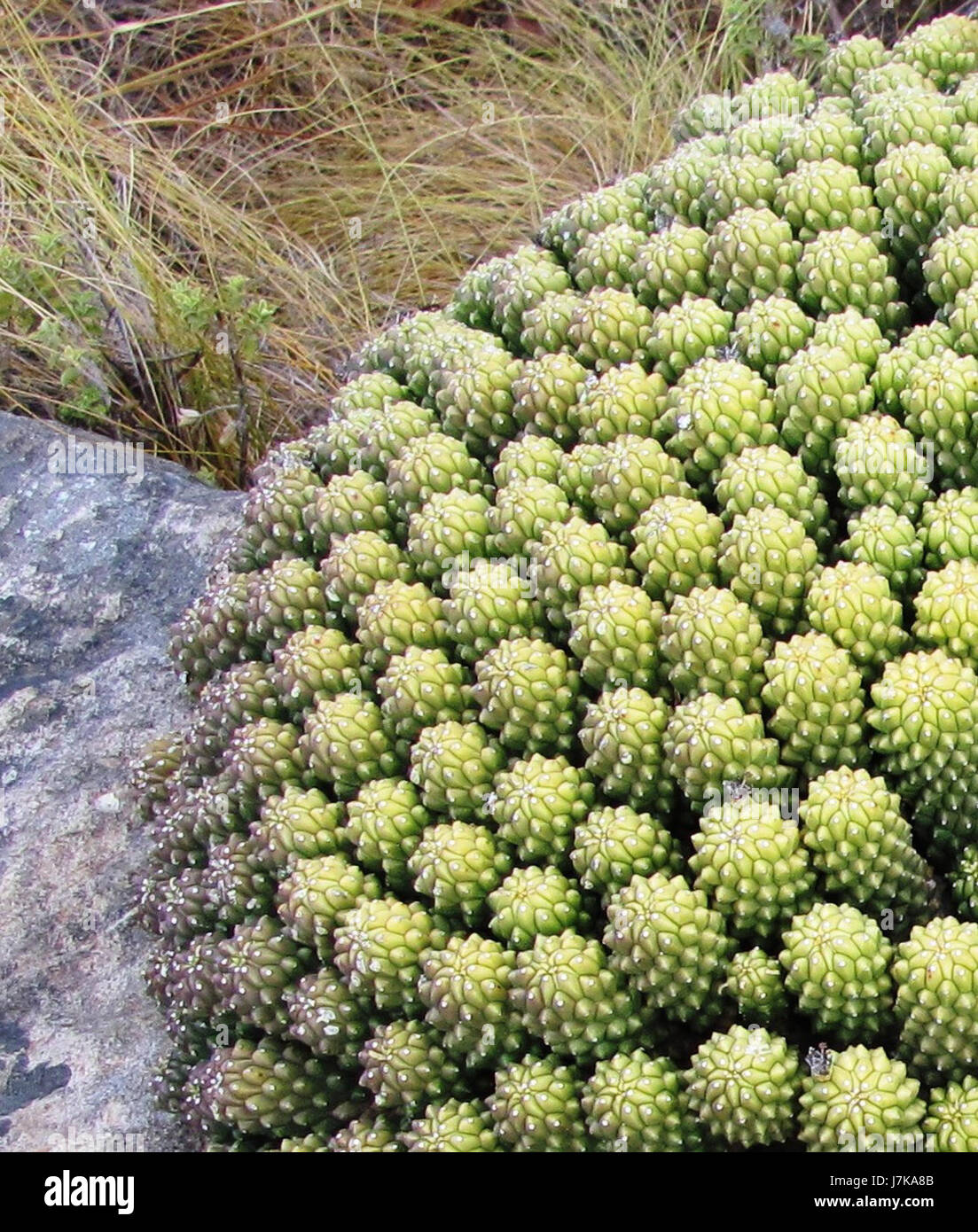 This image represents the *Euphorbia caput-medusae*, commonly known as ...