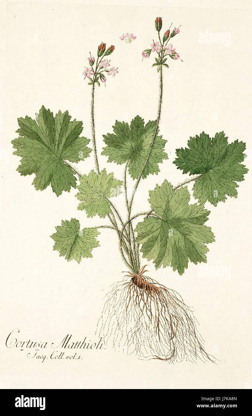 Cortusa matthioli L Stock Photo - Alamy
