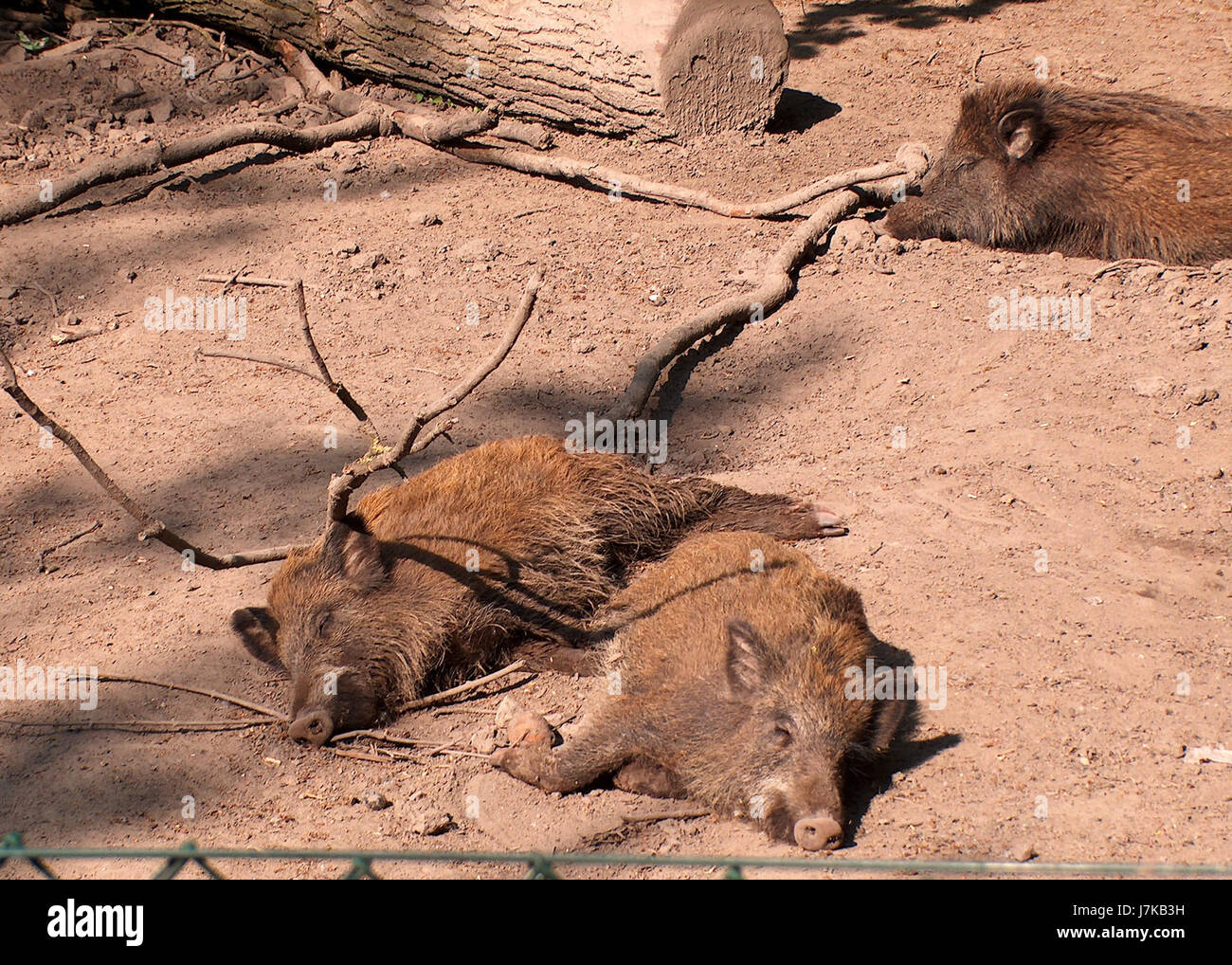 The Wildschweingehege Ketsch refers to a wild boar enclosure located in ...