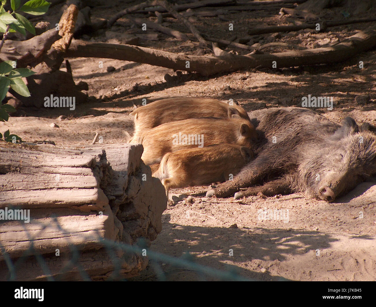 This image from April 22, 2011, shows the wild boar enclosure ...