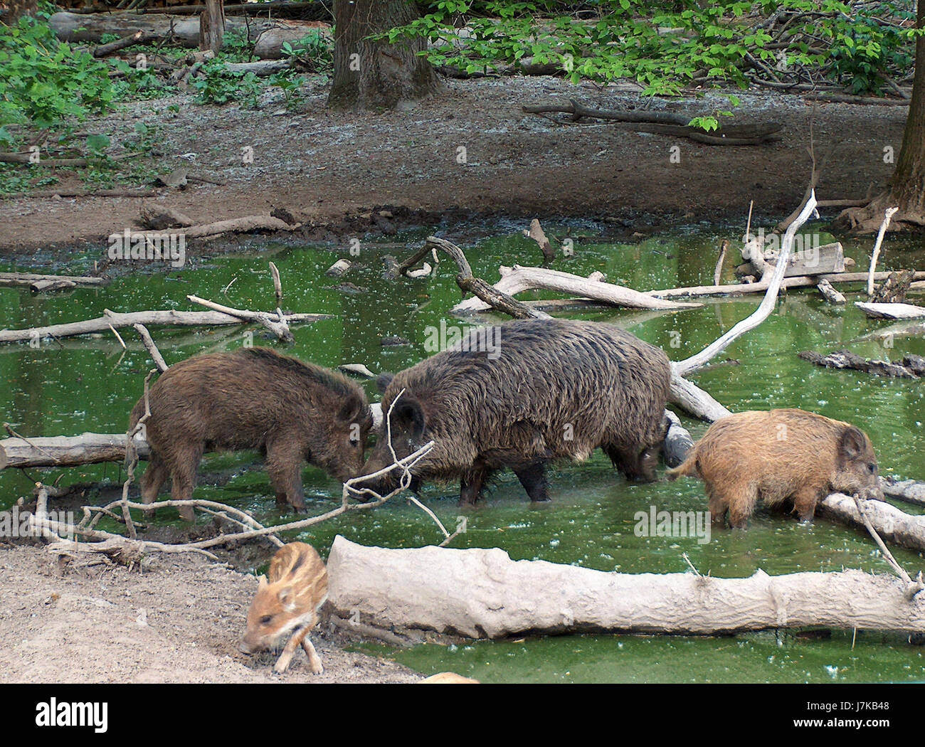 A photograph from April 22, 2011, capturing the Wildschweingehege (wild ...
