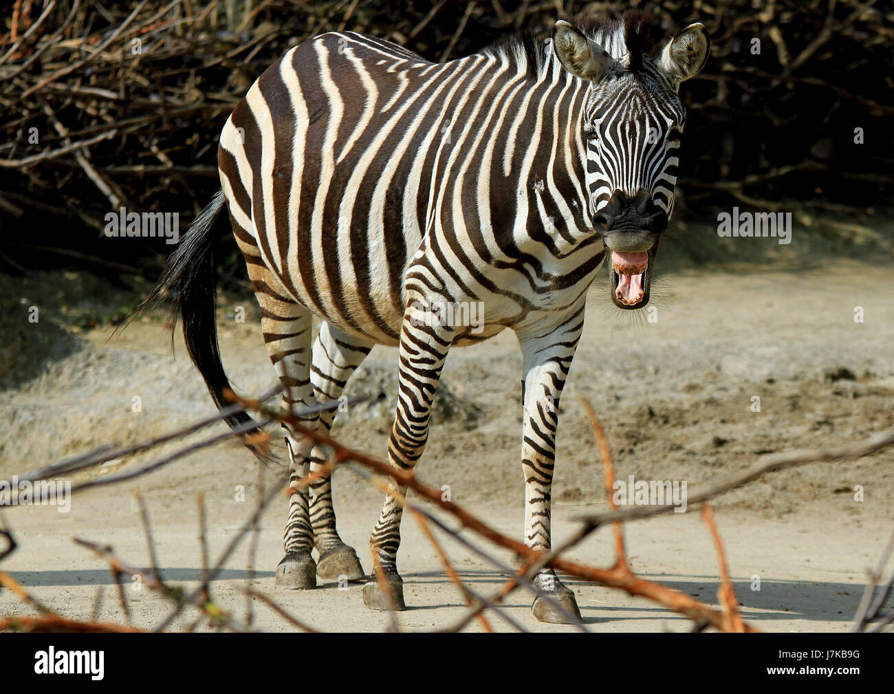 Zebra teeth smiling hi-res stock photography and images - Alamy