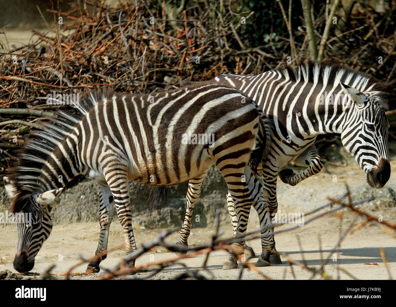 Zebra teeth smiling hi-res stock photography and images - Alamy