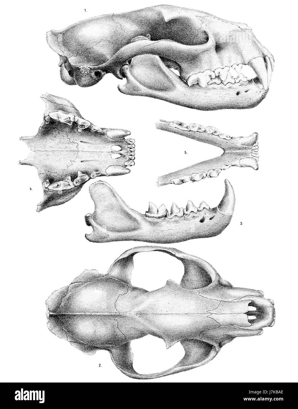 A 1868 record of the skull of Cryptoprocta ferox, a carnivorous mammal ...