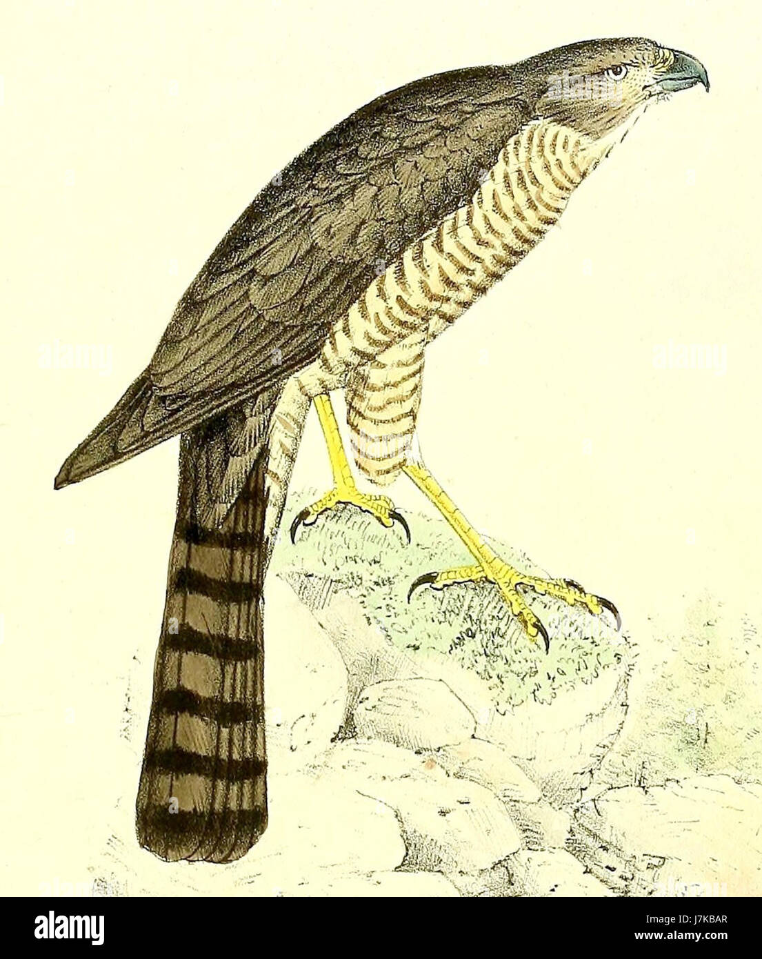 Accipiter francesiae, also known as the French sparrowhawk, is a bird ...