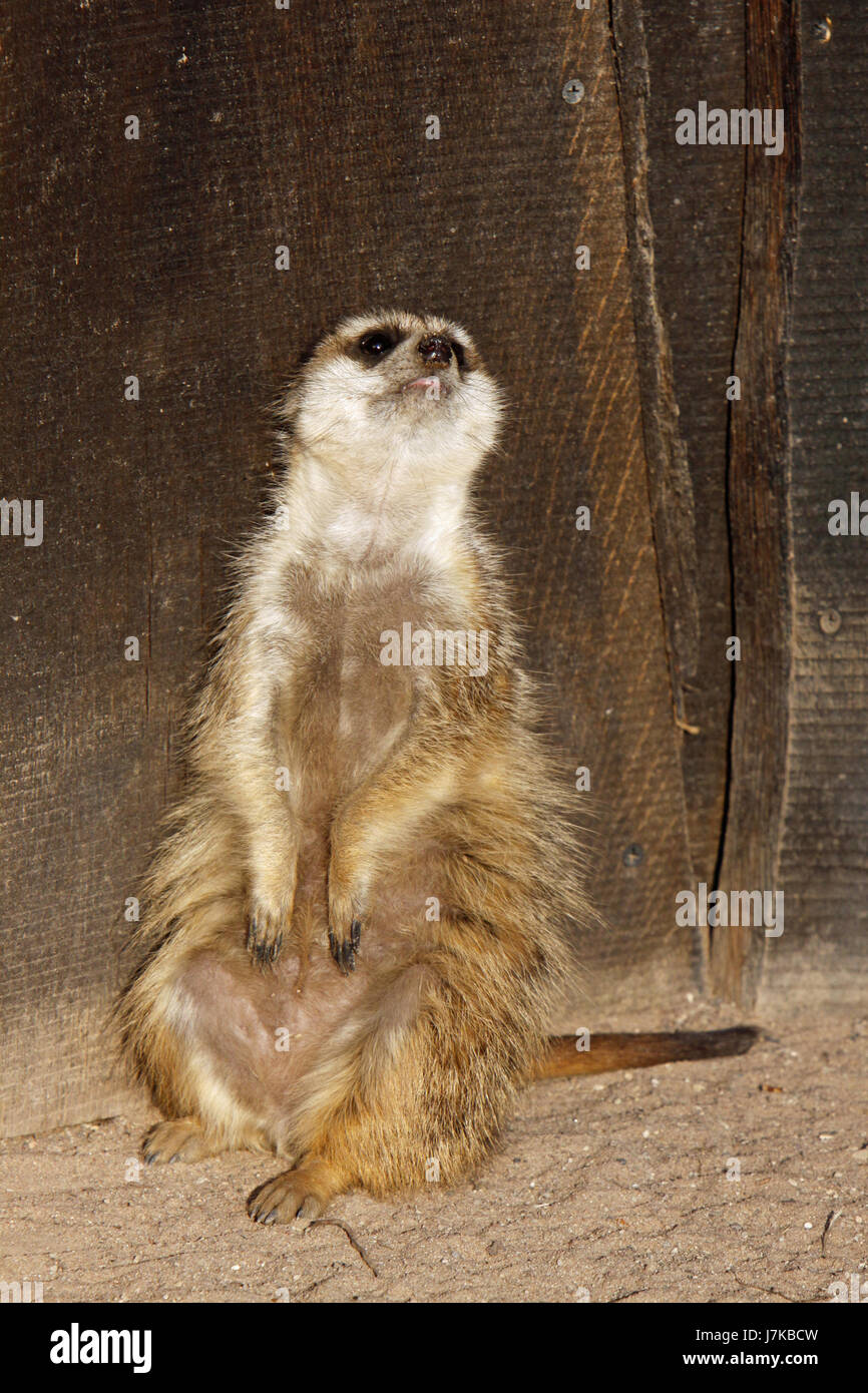 mammal mammals meerkat meerkats animal mammal watchful witty mammals ...