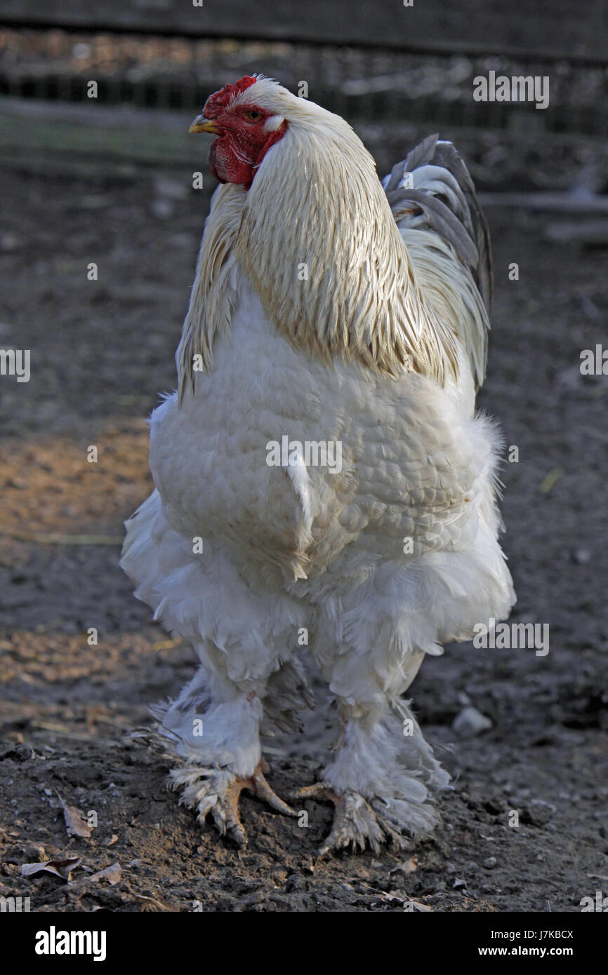 feathering male chicken chickens hens cock rooster bird birds blank ...