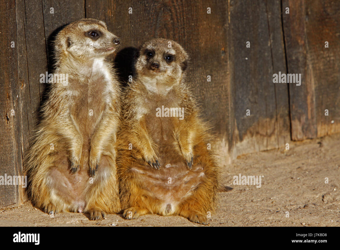 mammal mammals meerkat meerkats animal mammal watchful witty mammals ...