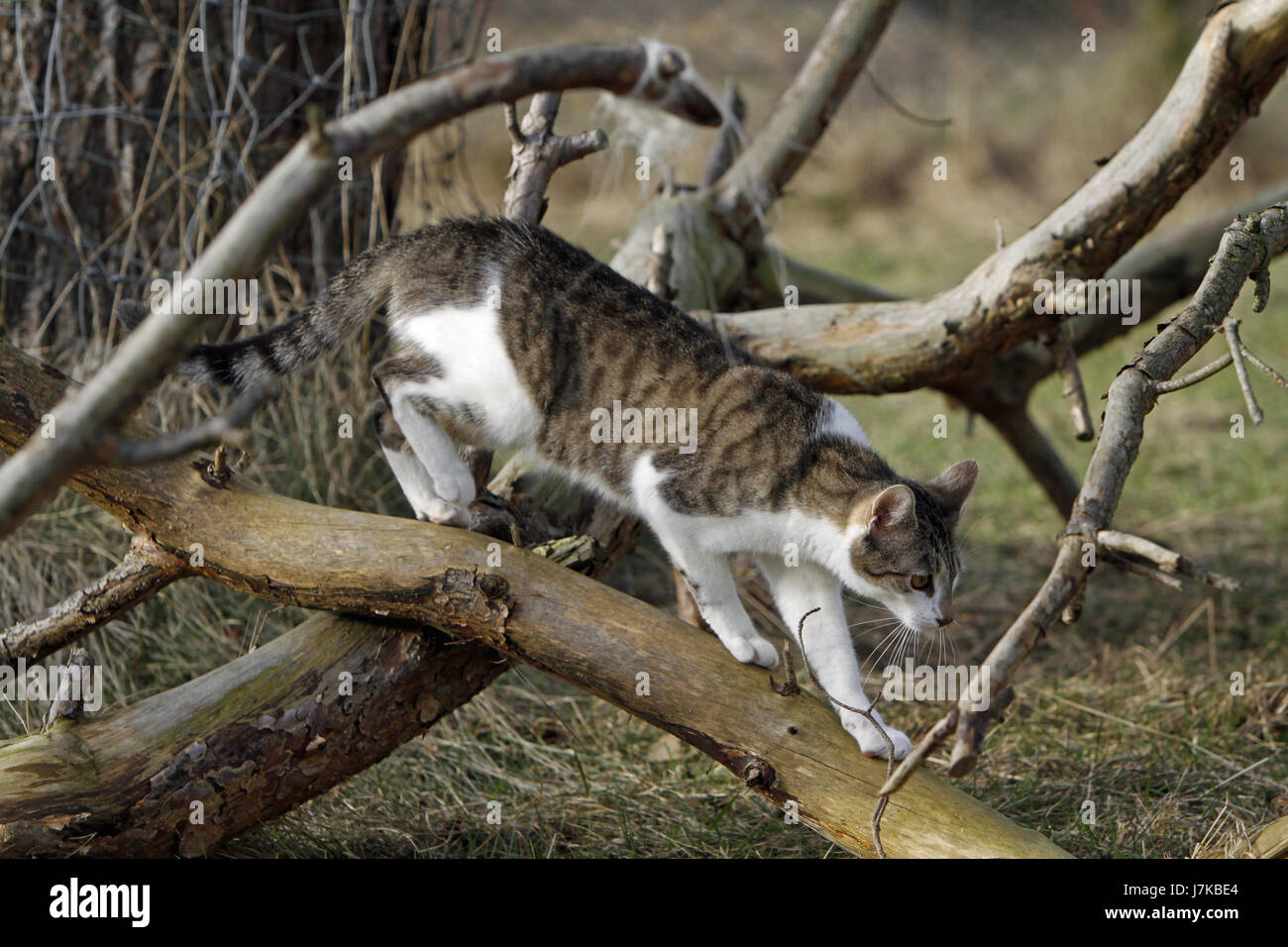 mouser rounder pussycat cat domestic cat game tournament play playing ...