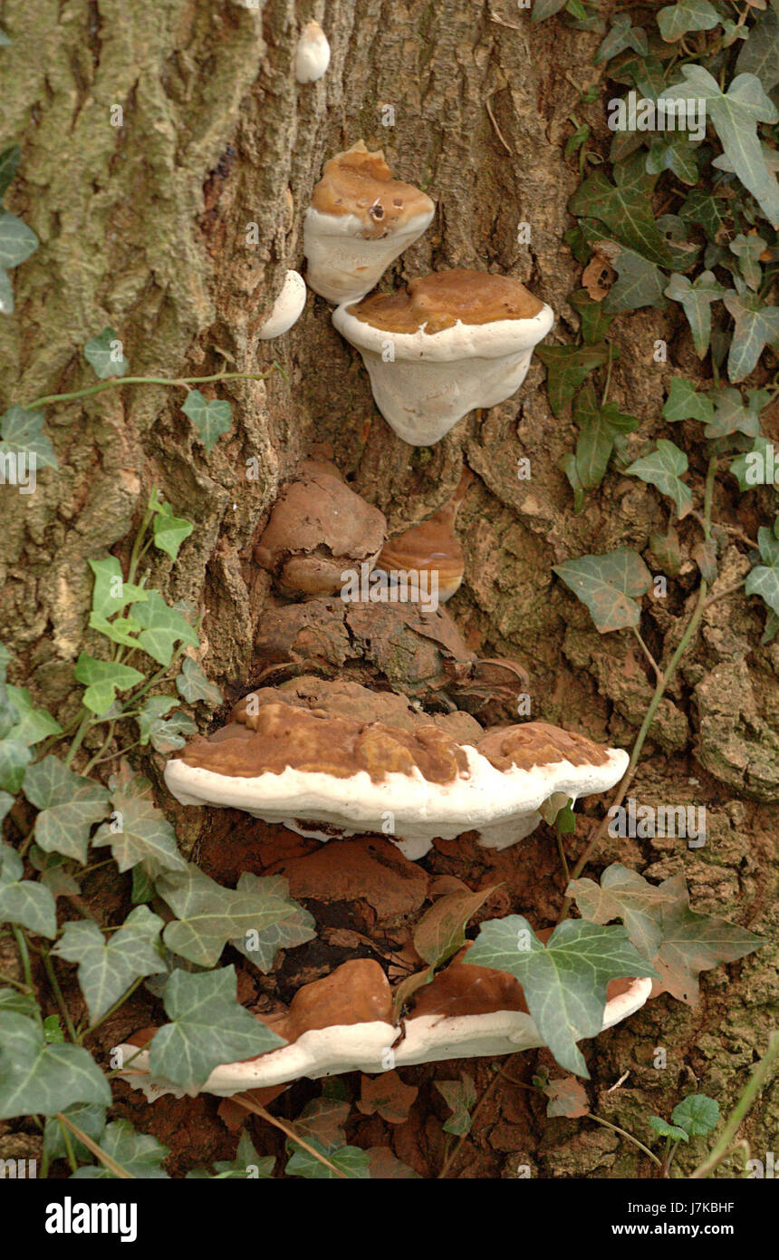 This photograph focuses on a species of fungus, highlighting its unique ...