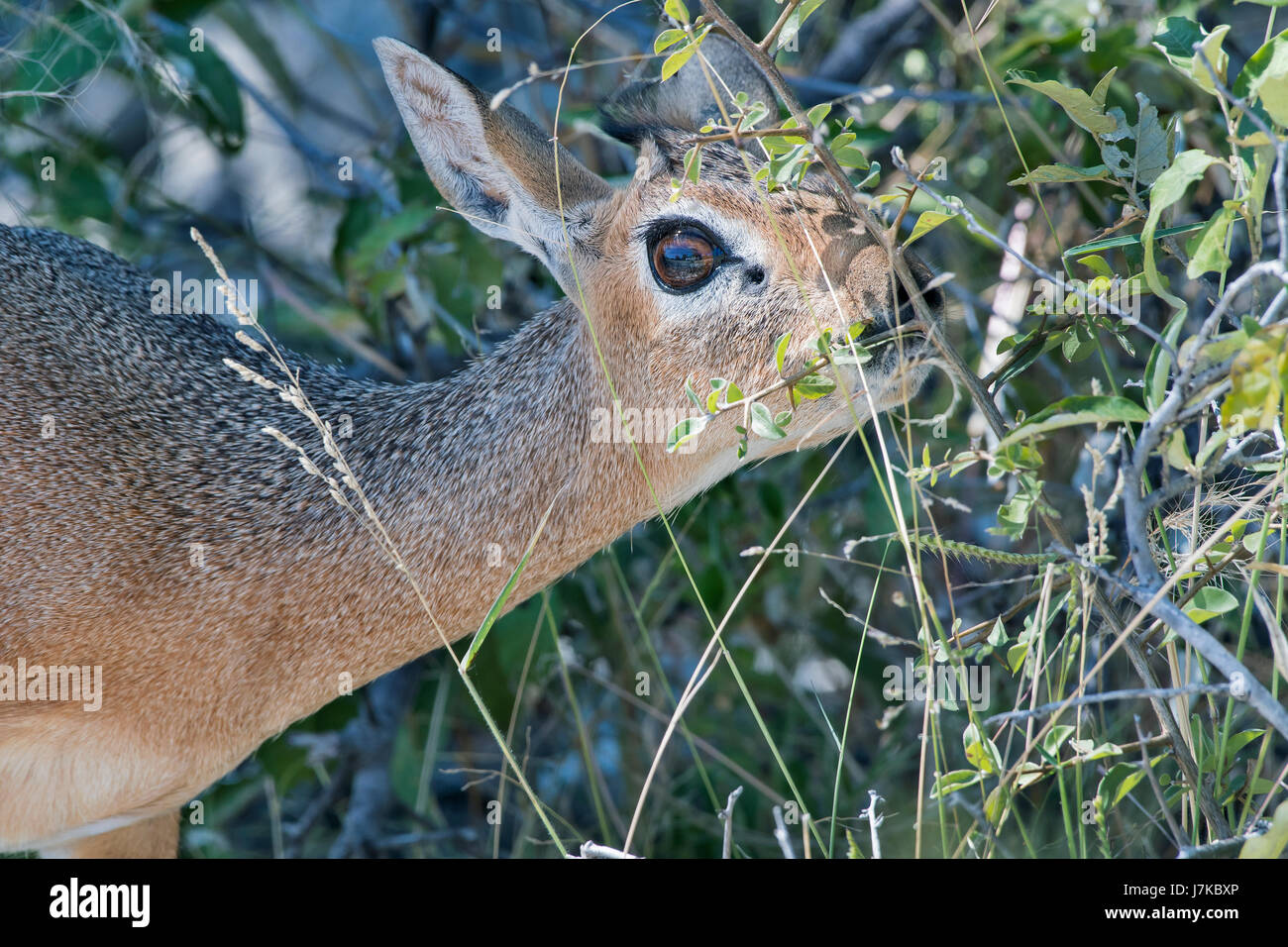 Dik-dik (Madoqua kirkii), Damara Dik Dik Stock Photo - Alamy