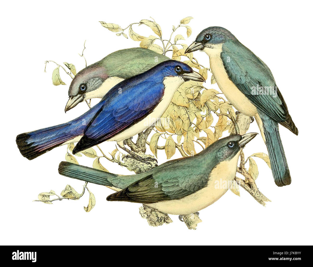 Cyanolanius madagascarinus is a species of bird, also known as the ...