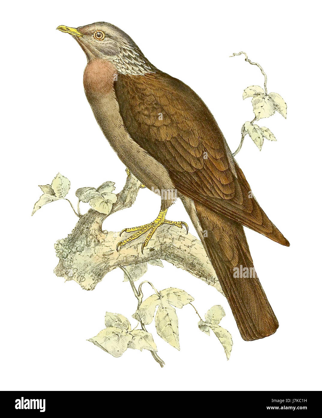 Columbidae species Cut Out Stock Images & Pictures - Alamy