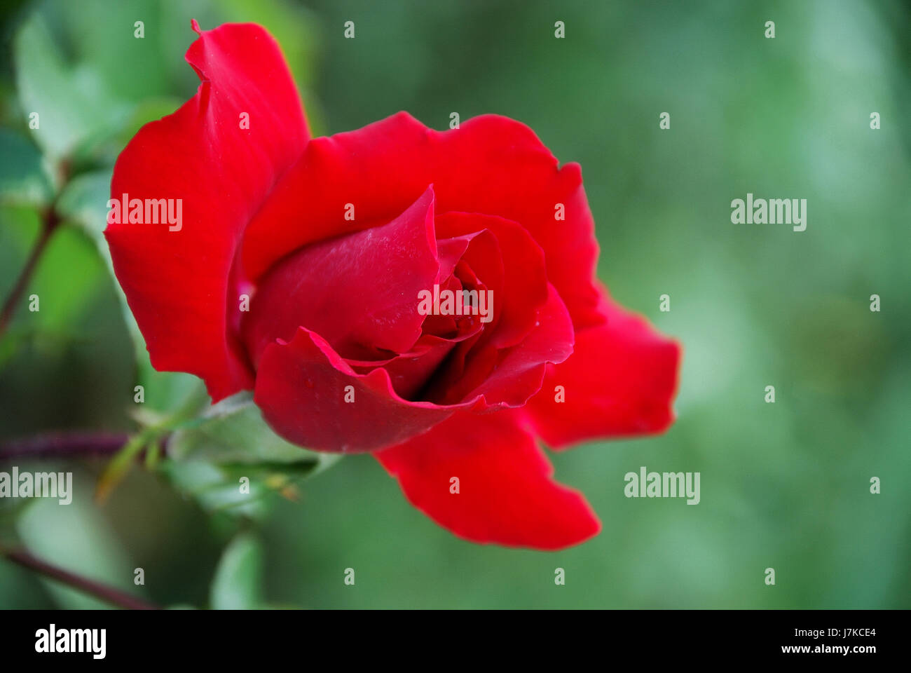 red rose bush Stock Photo - Alamy
