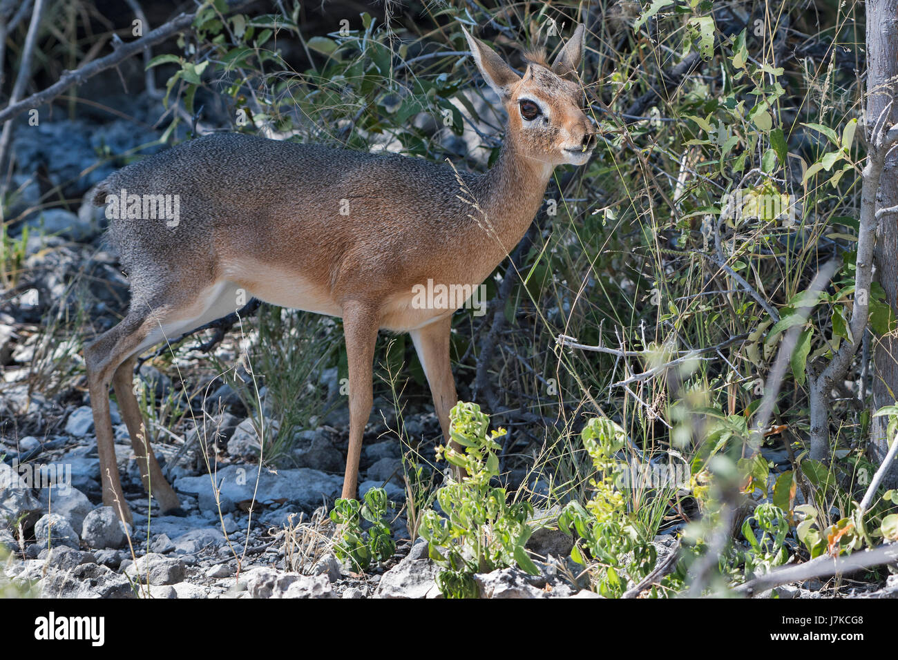 Dik-dik (Madoqua kirkii), Damara Dik Dik Stock Photo - Alamy