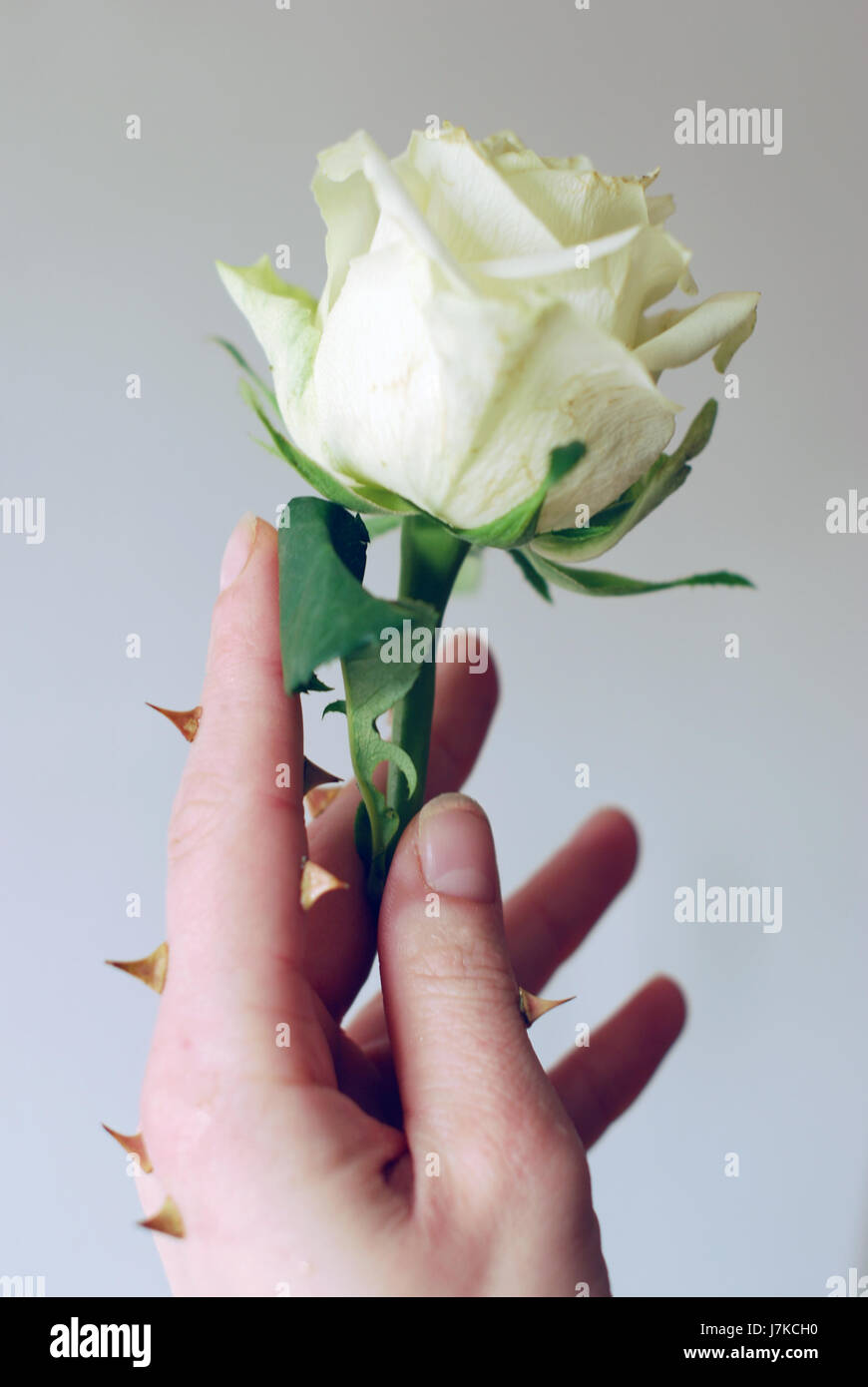 hand flower plant rose bloom blossom flourish flourishing hold sting ...