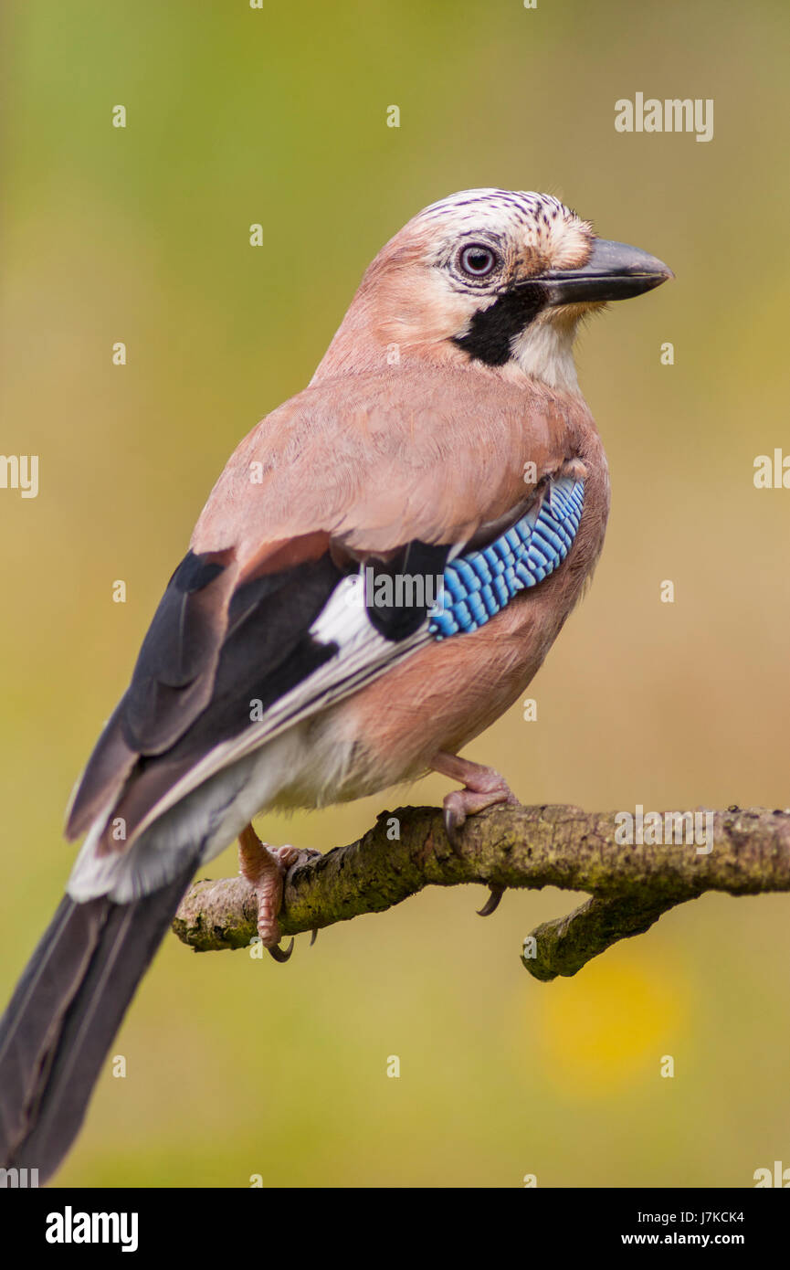 Jay bird uk hi-res stock photography and images - Alamy