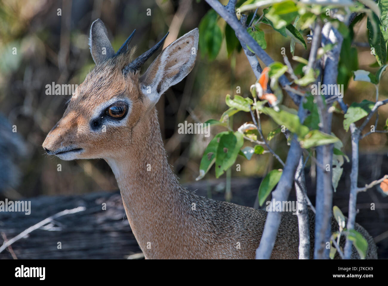 Dik-dik (Madoqua kirkii), Damara Dik Dik Stock Photo - Alamy