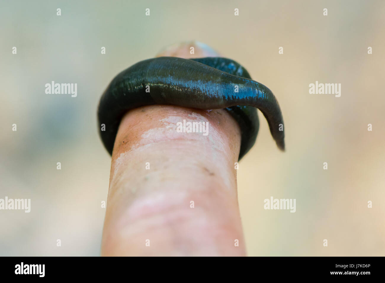 Leech hi-res stock photography and images - Alamy