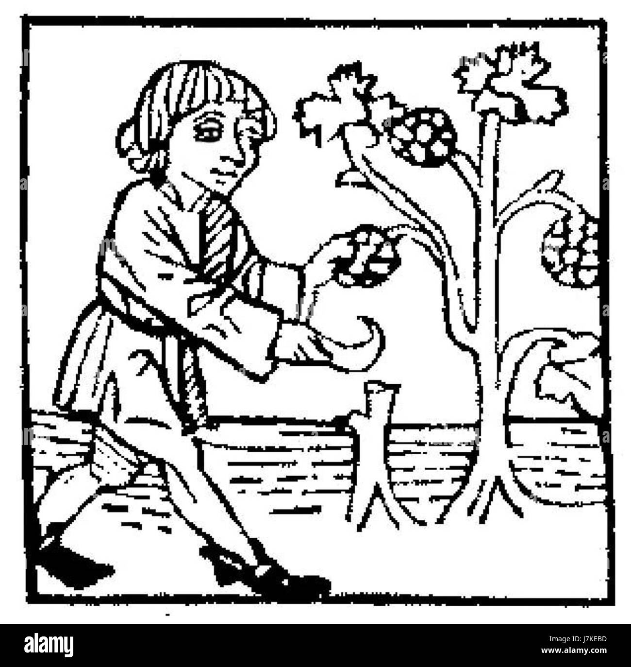 The 'Cueillette raisin' (Grape Harvest) from the 16th century depicts ...