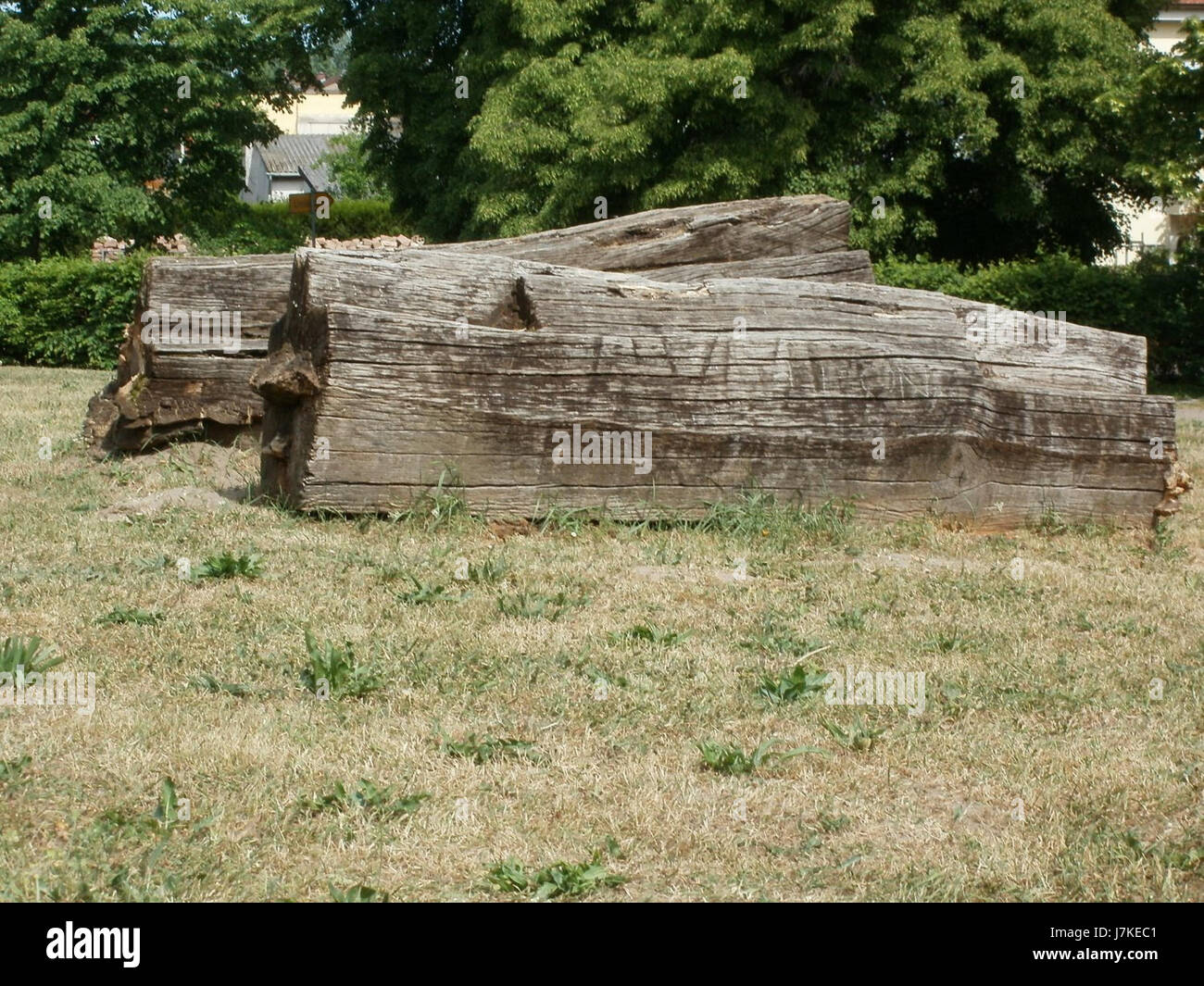 Study on native tree hi-res stock photography and images - Alamy