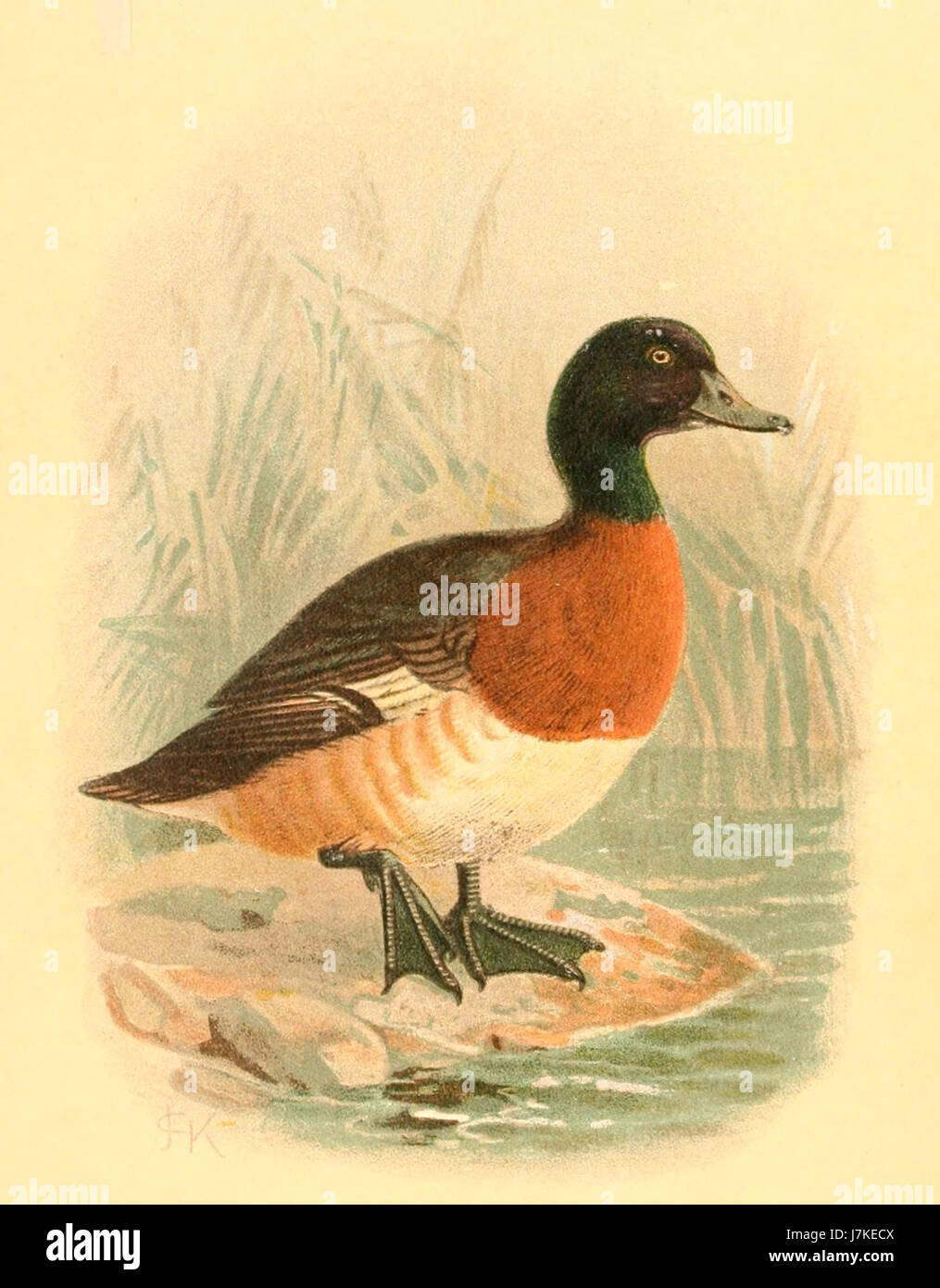 Aythya baeri, known as Baer's pochard, is a species of diving duck ...