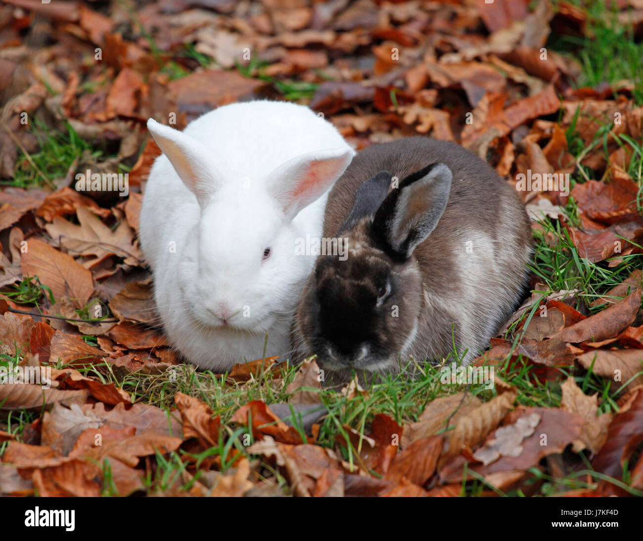 Amicably hi-res stock photography and images - Alamy
