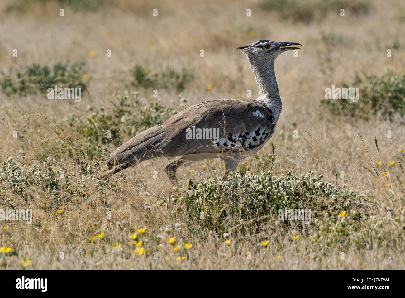 Otarda di Kori (Ardeotis kori), Kori Bustard Stock Photo - Alamy