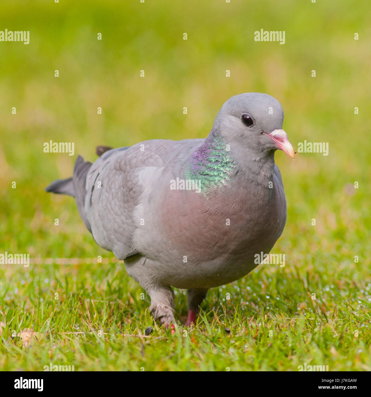 Stock dove uk hi-res stock photography and images - Alamy