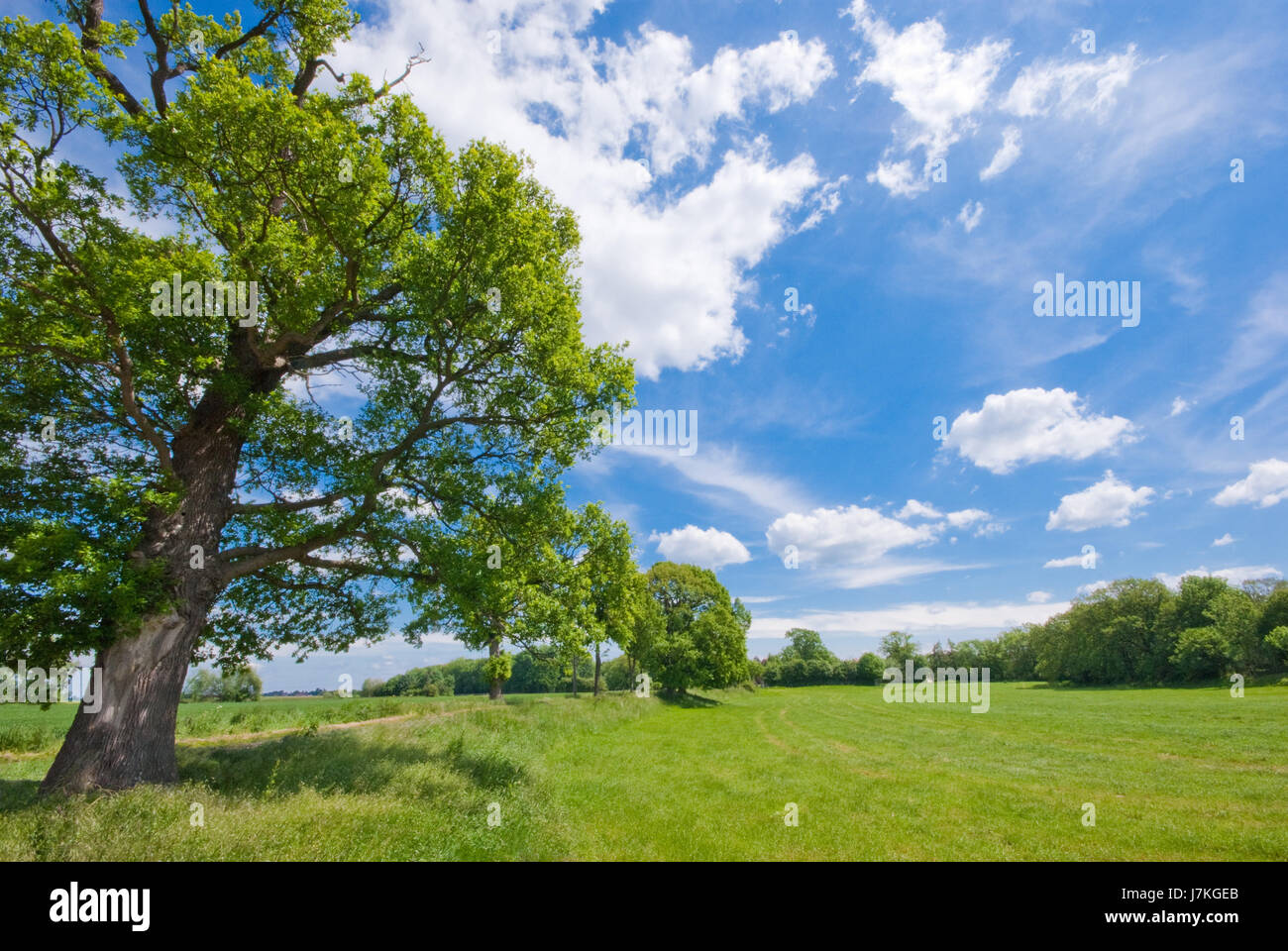 blue tree blank european caucasian meadow firmament sky scenery ...