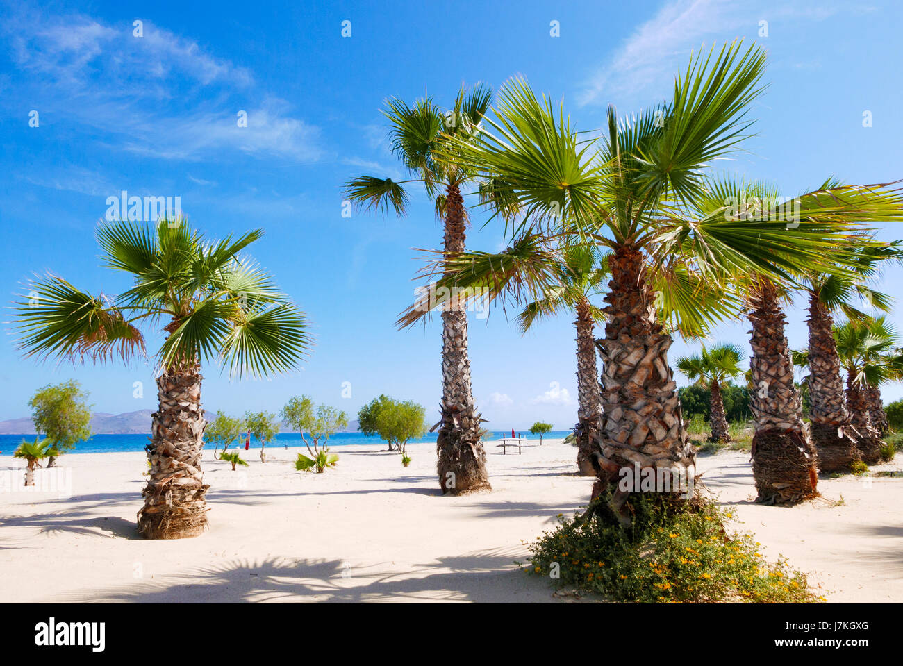 Palm trees on the sandy beach in Greece Stock Photo - Alamy