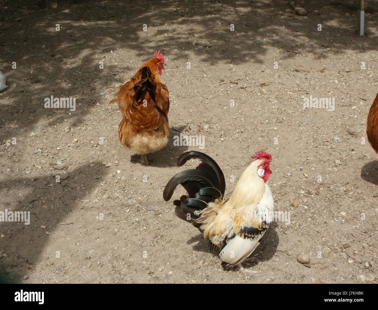 This image features the *Kleintierzuechter Neulussheim* event, a small ...