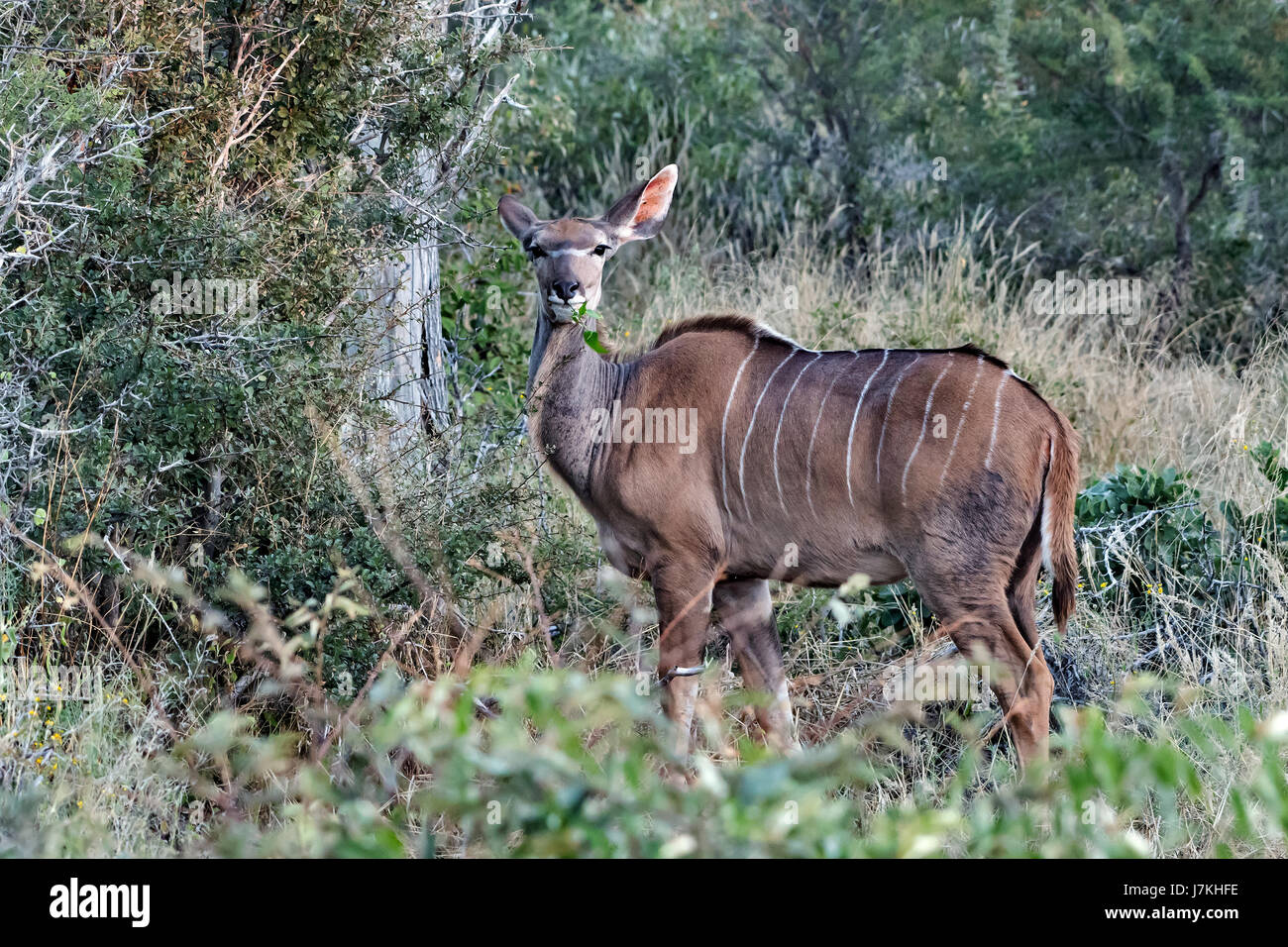 Greater kudu antelopes hi-res stock photography and images - Alamy