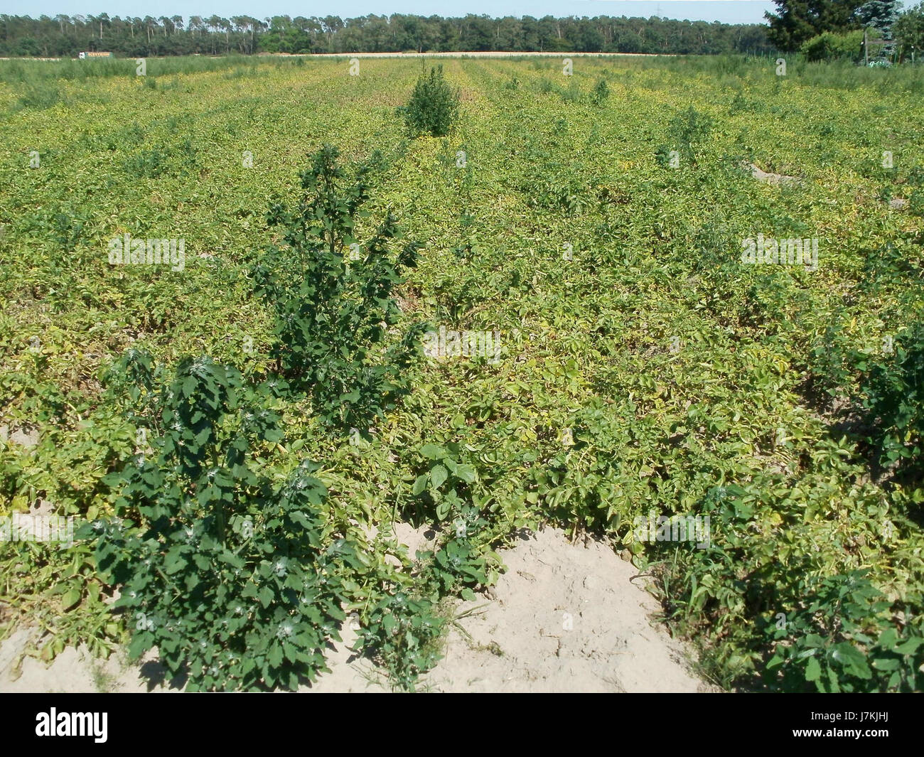 This photograph captures the scenic view of Feld Reilingen, a village ...