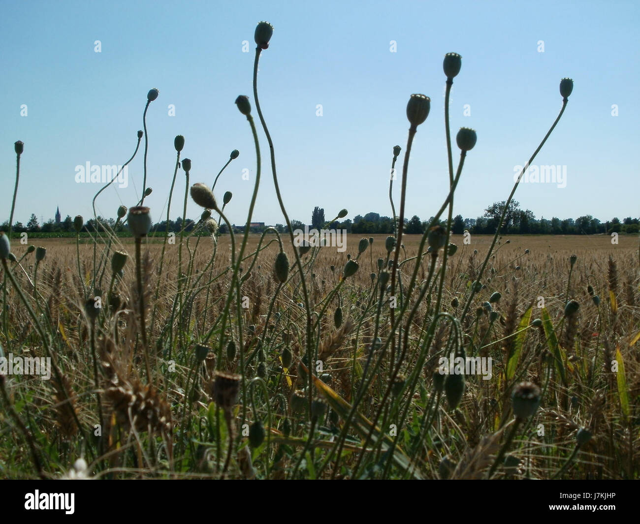 This photograph captures a scene from Roggenfeld, Reilingen, Germany ...