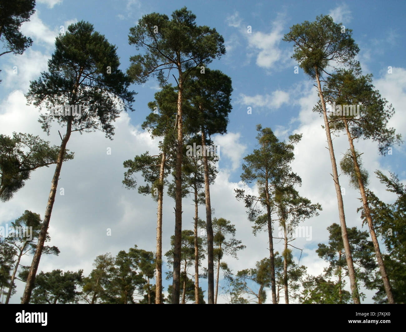 A reference to Schwetzinger Hart, a forest area in Germany, captured in ...