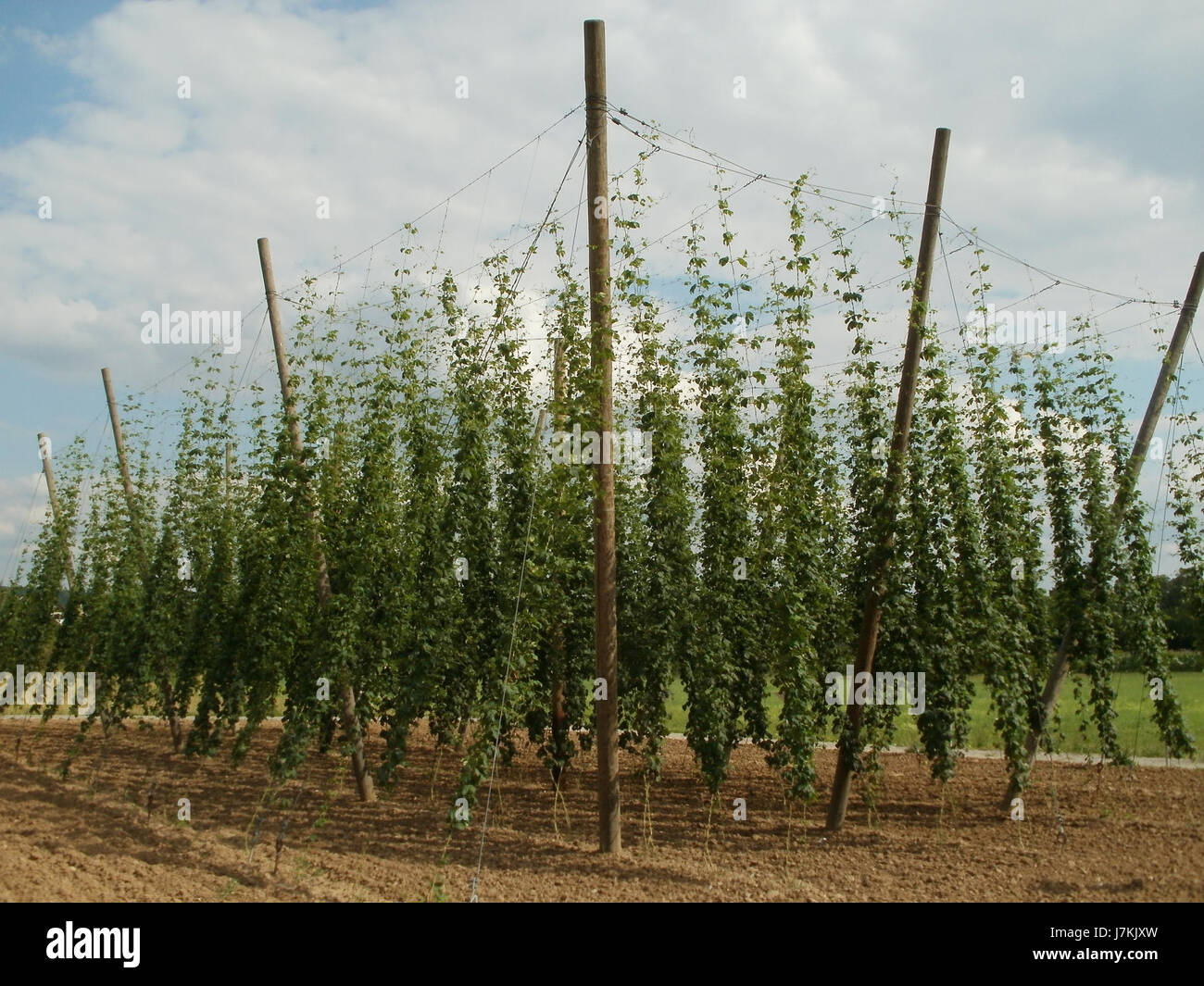 Photograph of the Hopfenlehrpfad (Hop Learning Path) in Sandhausen ...