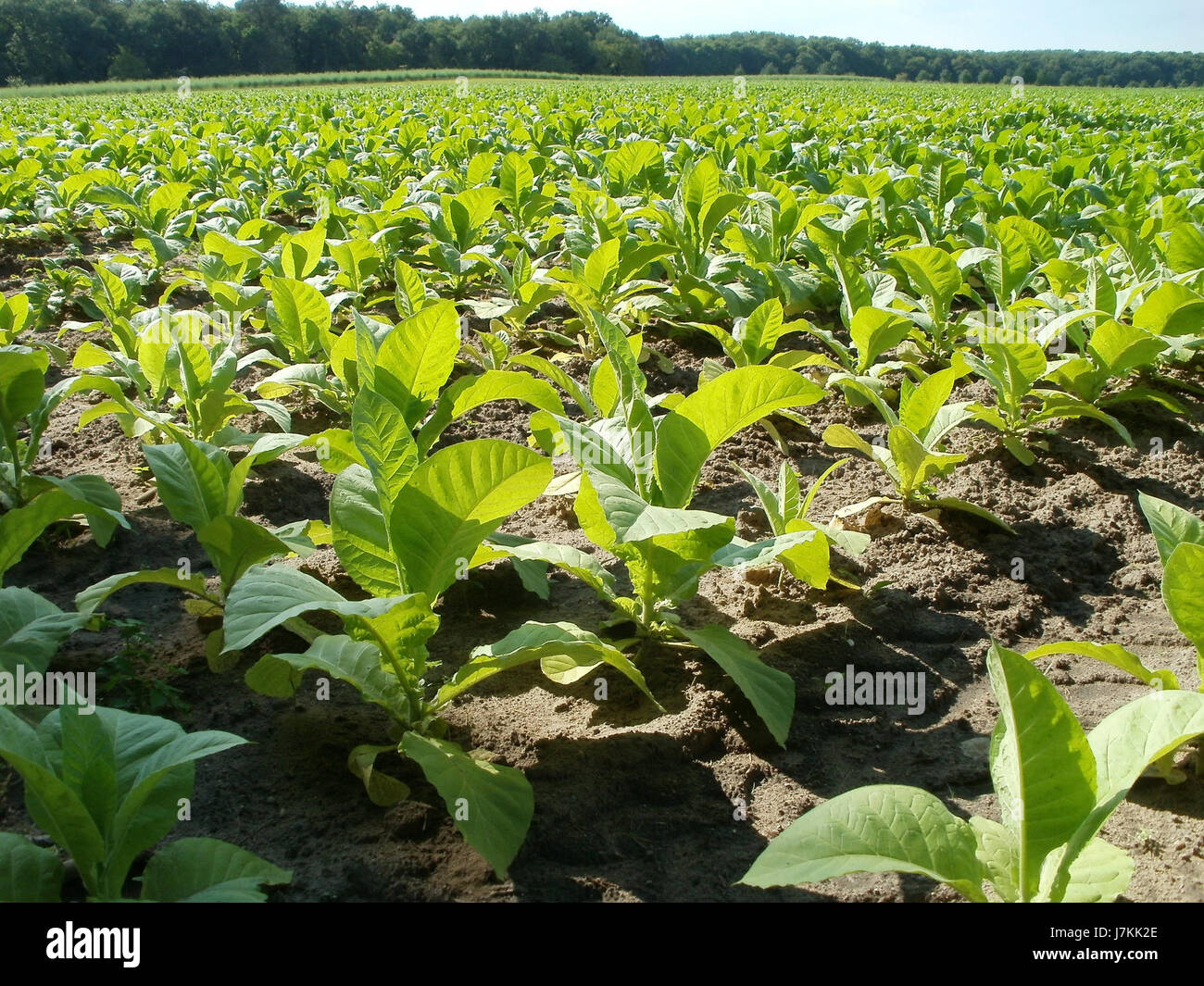An image of tobacco fields in Oftersheim, captured on July 1st, 2011 ...