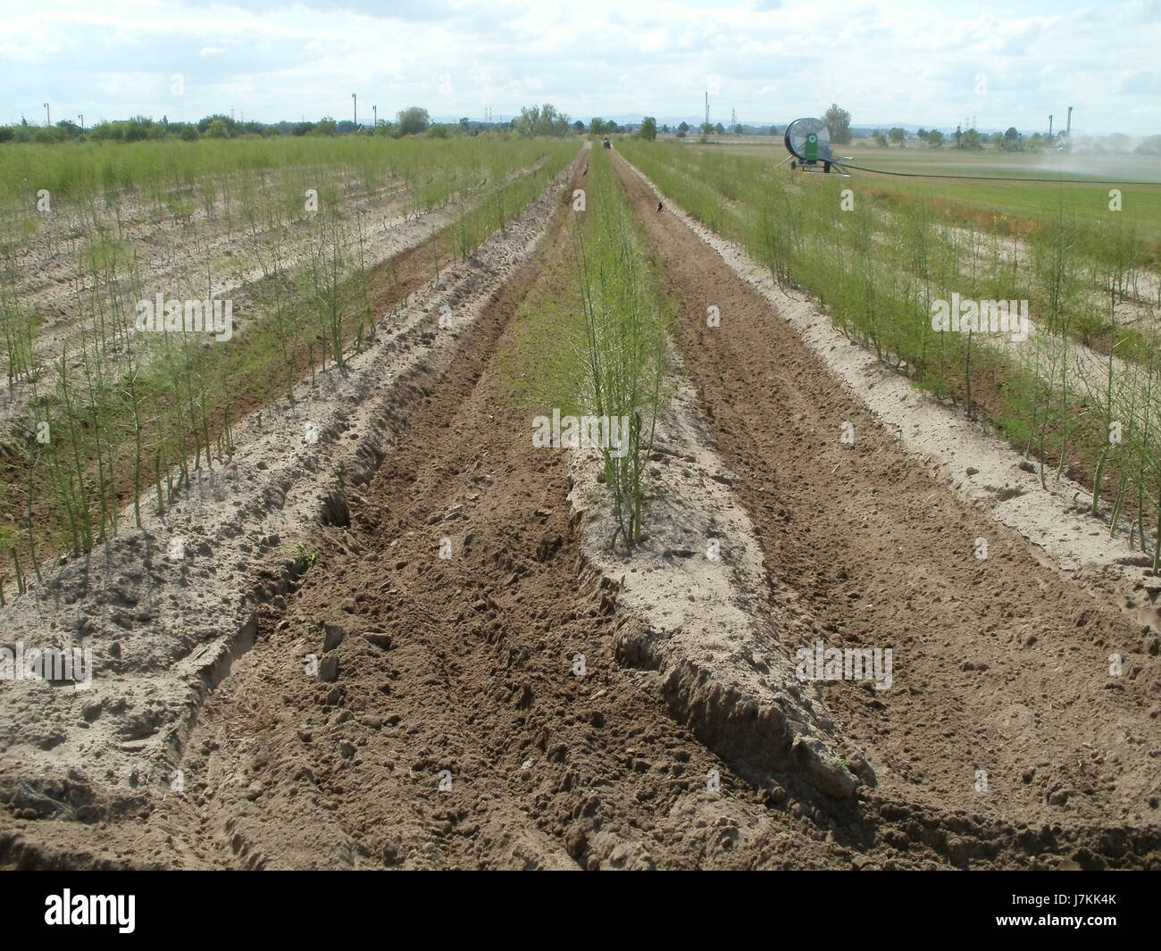 This image shows the Spargelfeld (asparagus field) in Reilingen ...
