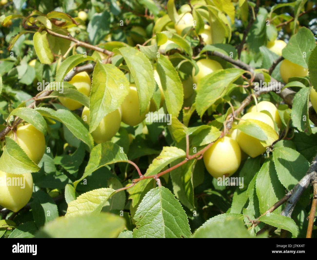 Prunus cerasifera, also known as the cherry plum, photographed in ...