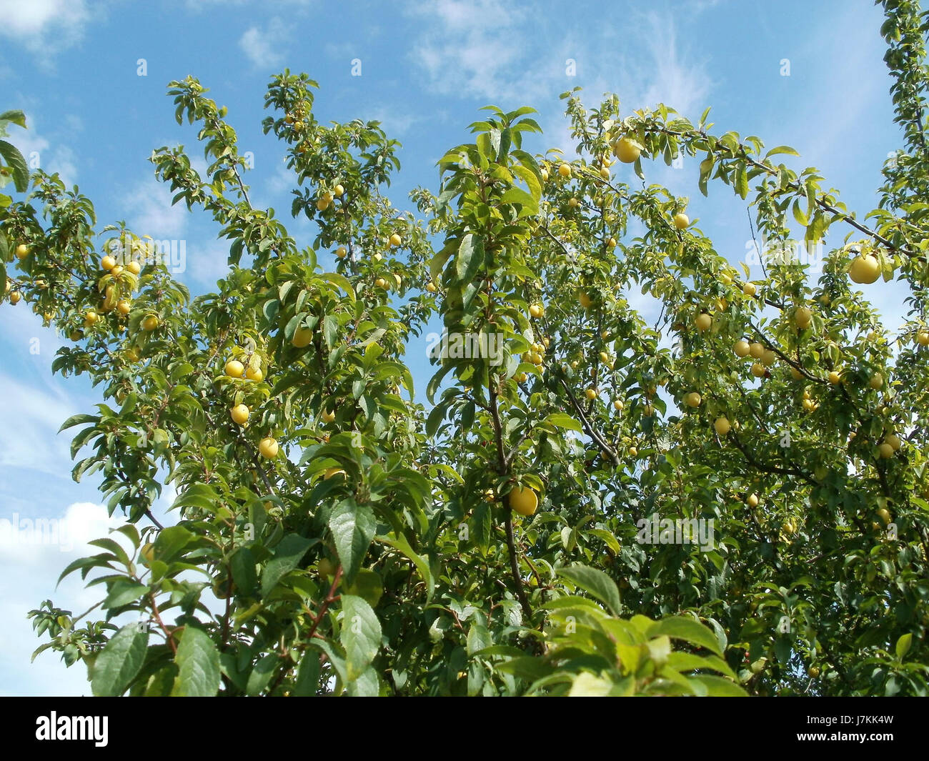 This image shows *Prunus cerasifera*, commonly known as the cherry plum ...