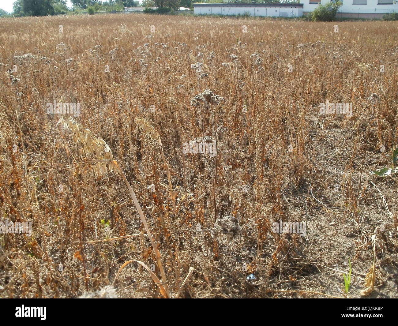 A photograph taken on July 3, 2011, depicting the wild oat field ...