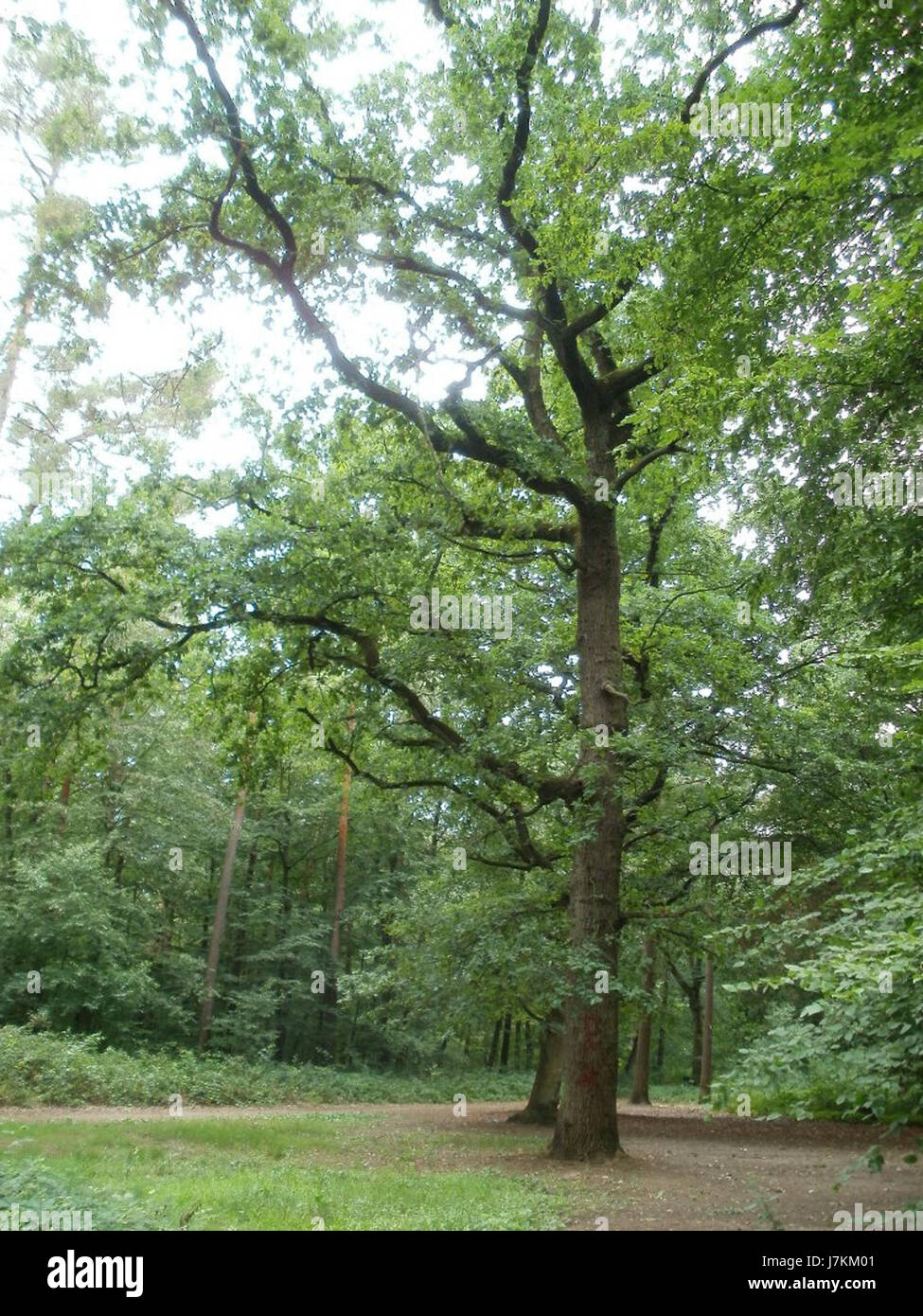 Schwetzinger Hart is a forested area near Schwetzingen, Germany, known ...