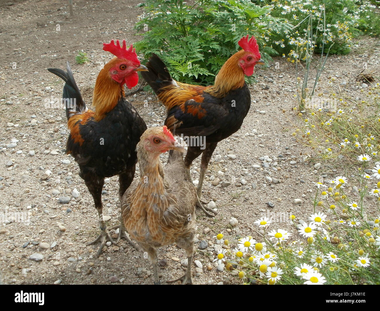 This image from Reilingen, Germany, captures the townâ€™s streets and ...