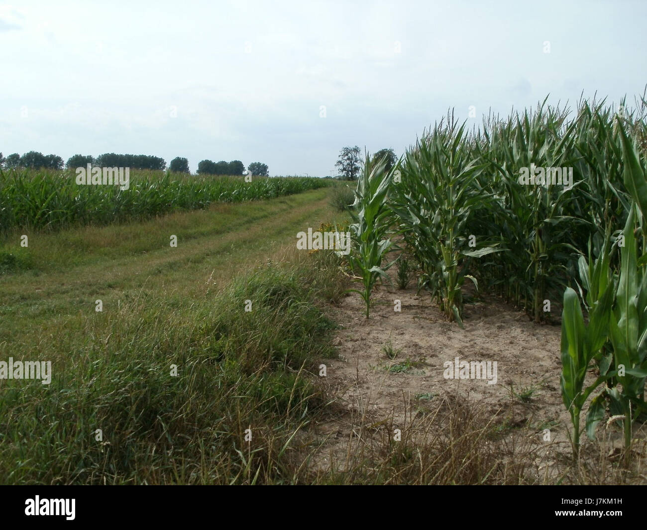 A photograph from July 15, 2011, showing the village of Reilingen in ...