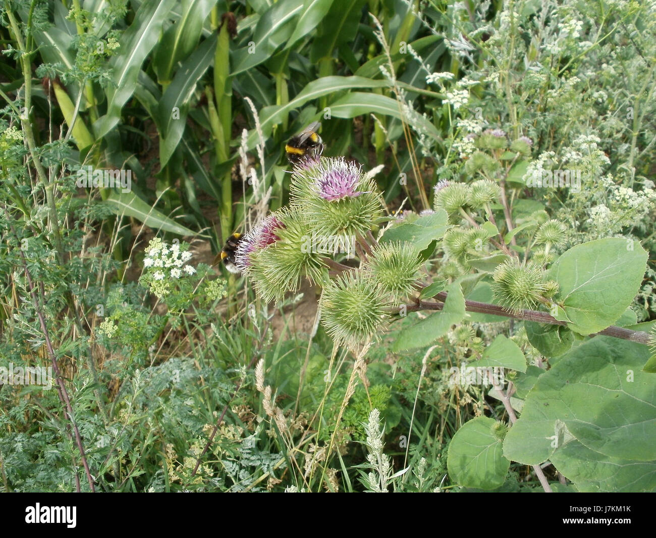 The 2011 image captures a moment in Reilingen, Germany. The scene ...