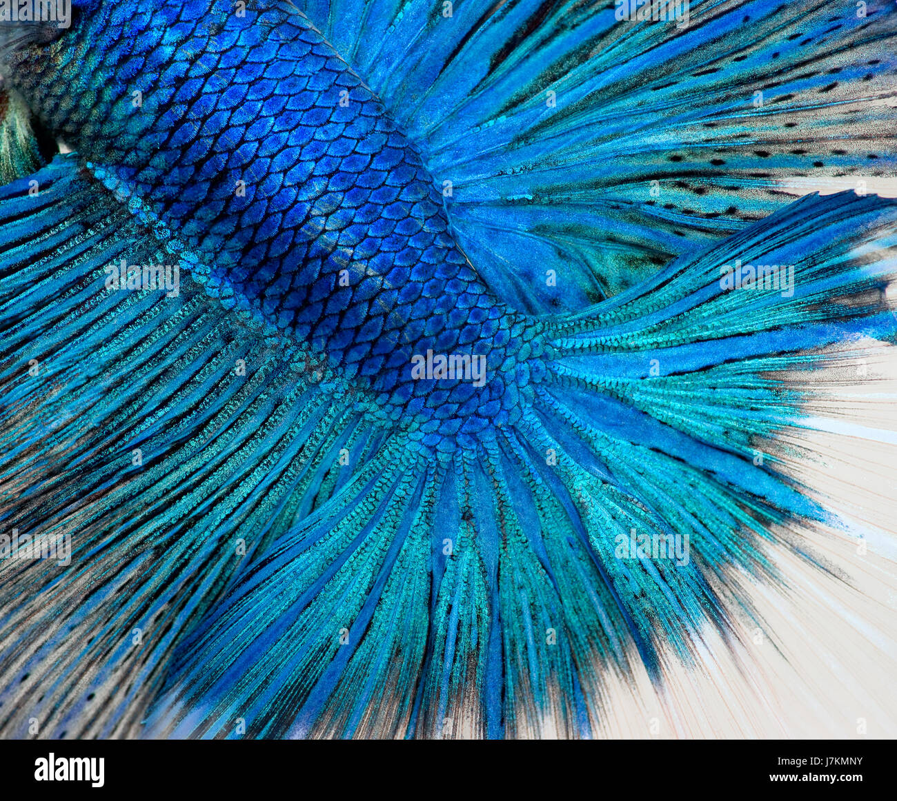 fish scales organic backdrop background textures blue isolated fish ...